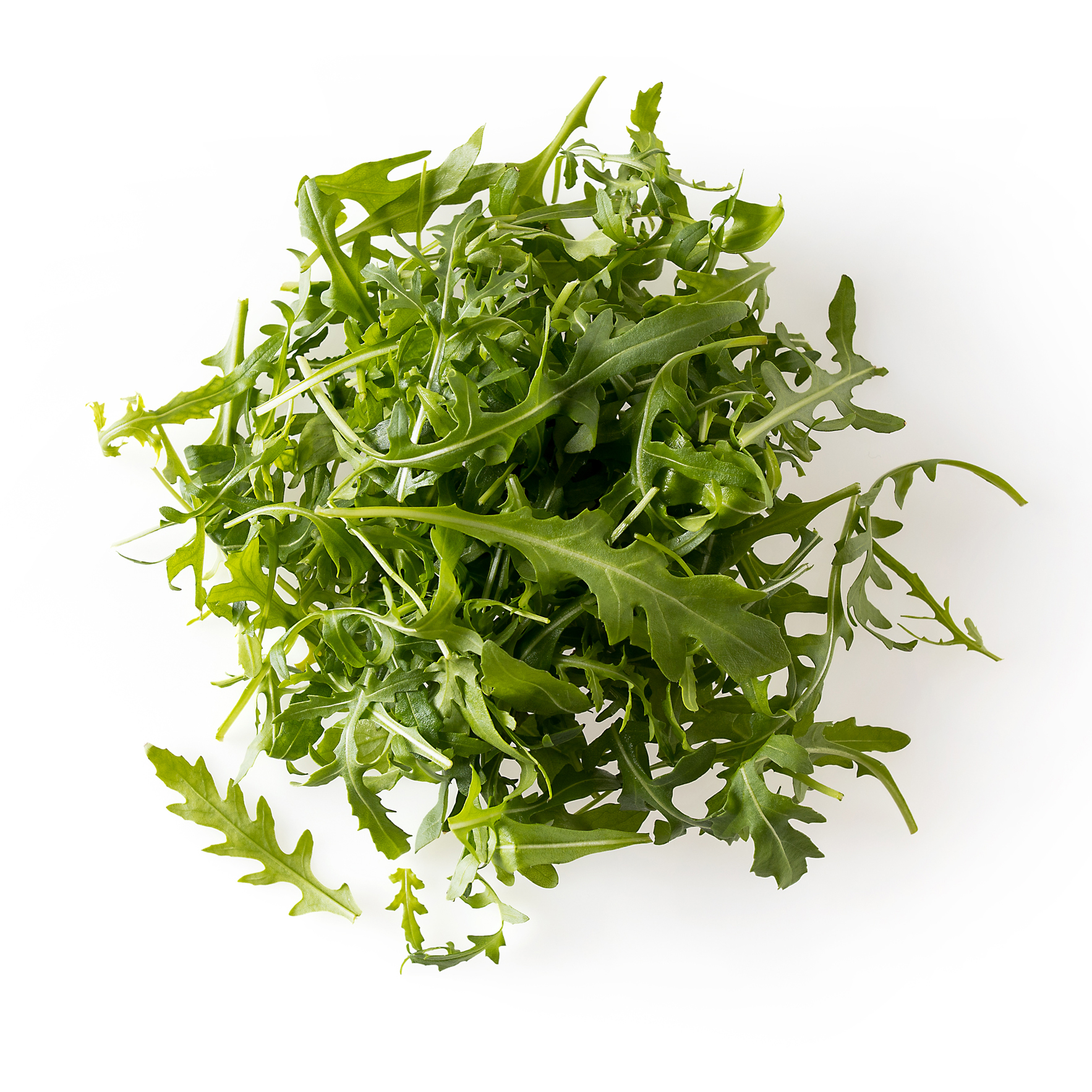 Ruccola